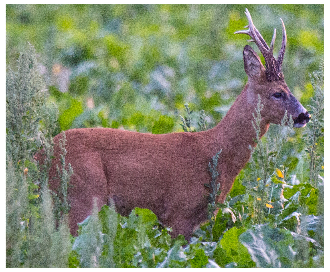bk1_20130805_Bockar-BB-BK_8389 - Jägarexamen & Jaktresor GodsJakt.se